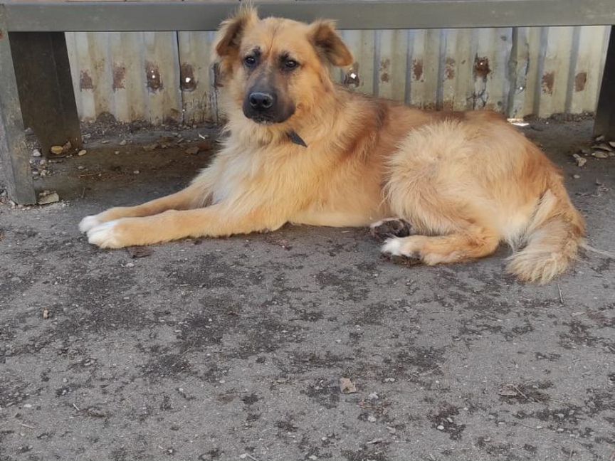 Собака в добрые руки