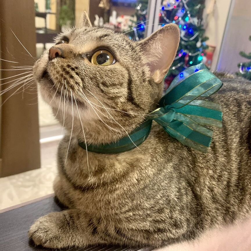 Коты в добрые руки