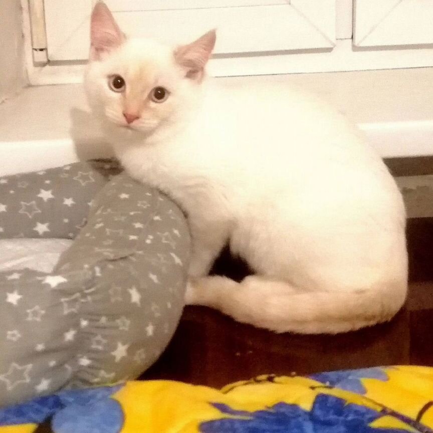 Котик