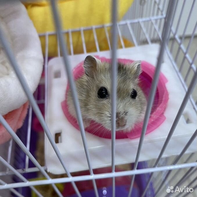 Хомяк девочка с двухэтажной клеткой