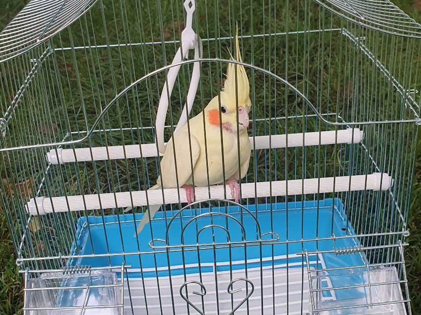 Попугай корелла с клеткой