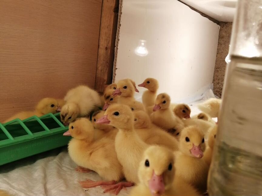 Выведу утят мускусной утки или соберу ия