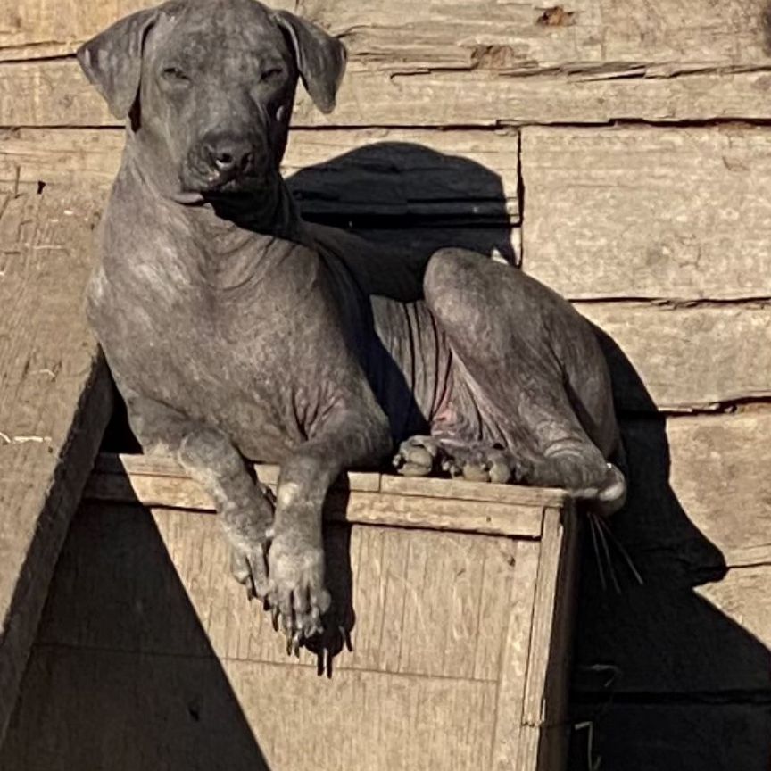 Мексиканская голая собака, взрослый пёс