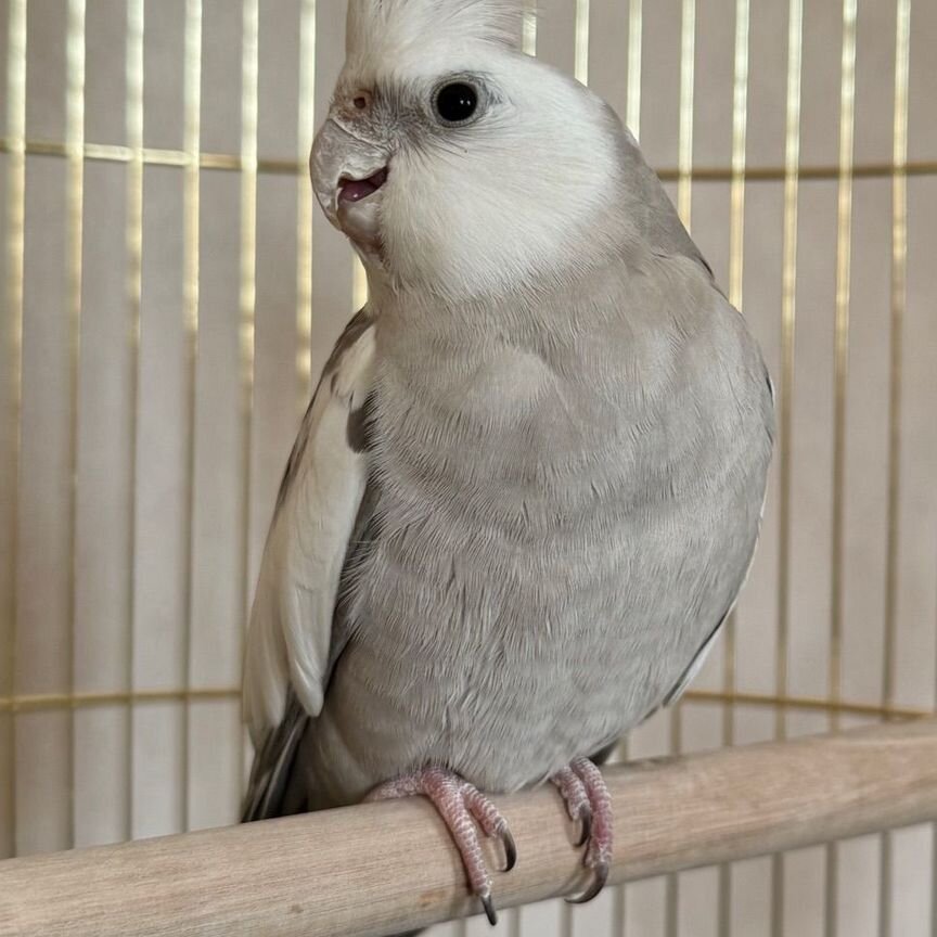 Попугай корелла