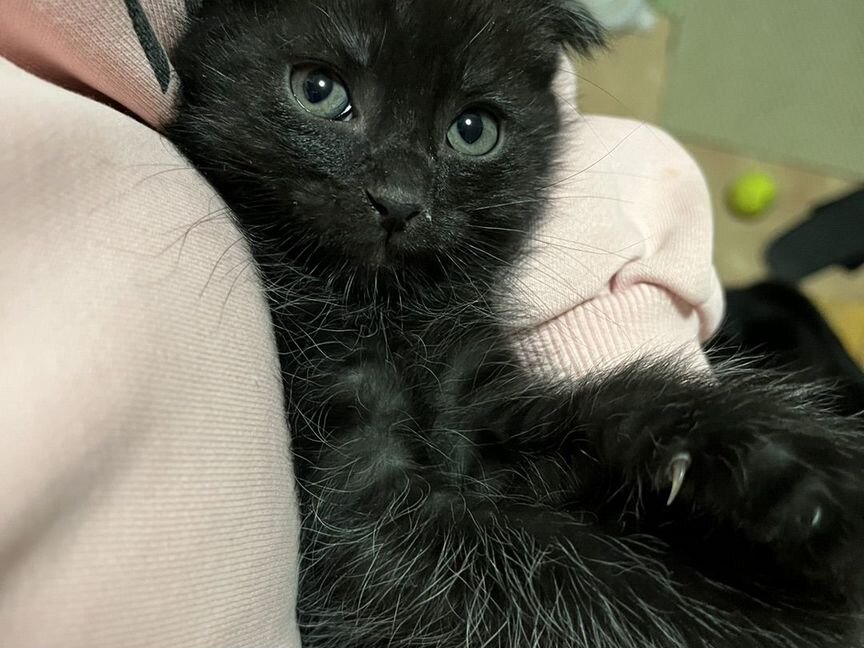 Британский котенок