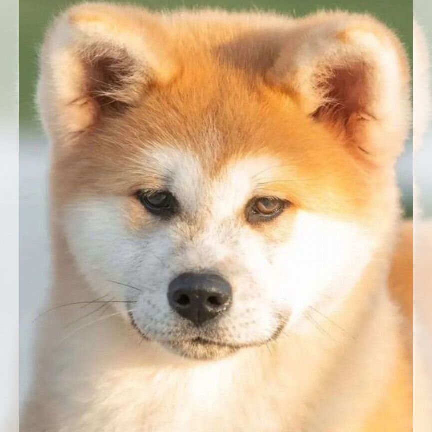 Щенки