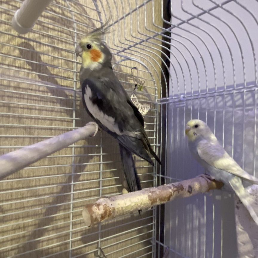 Две птички, корелла и волнистик