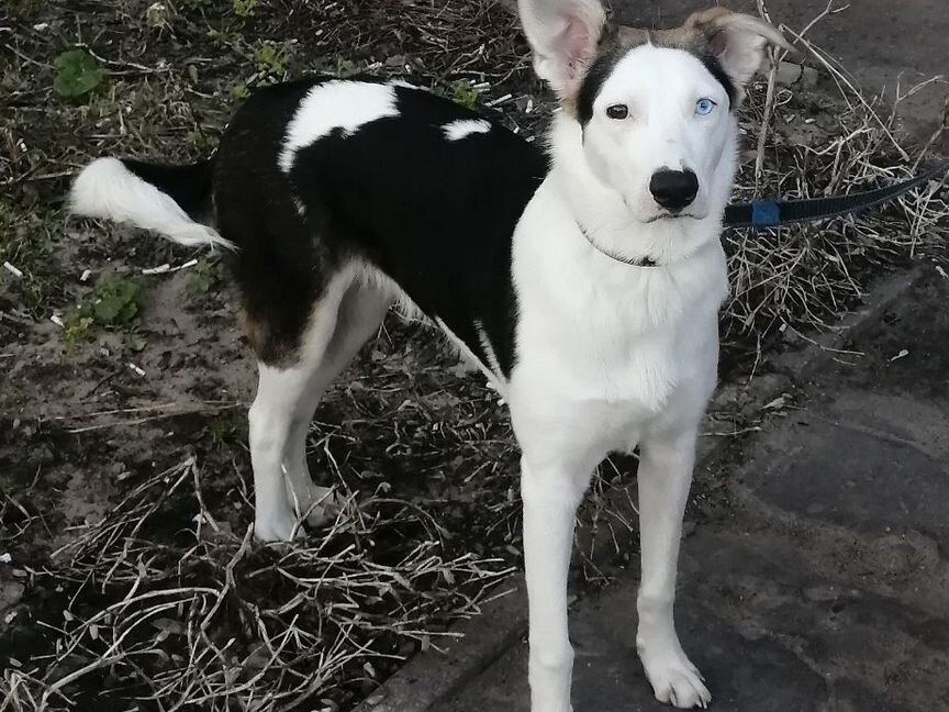 Собака Соня 8 мес стерилизована с прививками