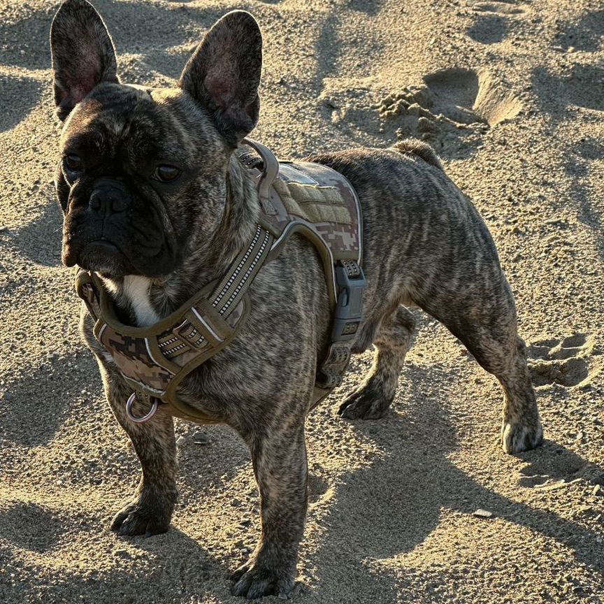 Французский бульдог