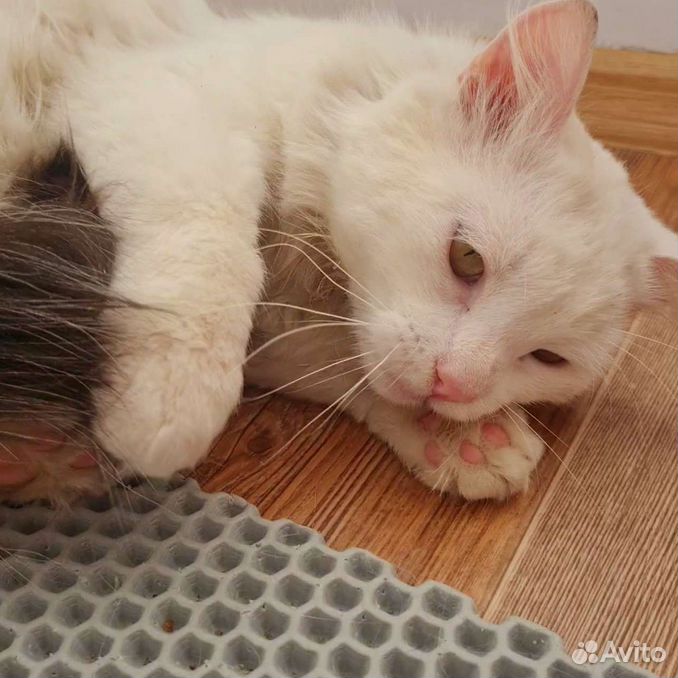 Красивый котик подросток