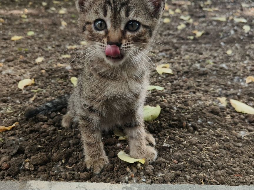 Котята в добрые руки бесплатно мальчик