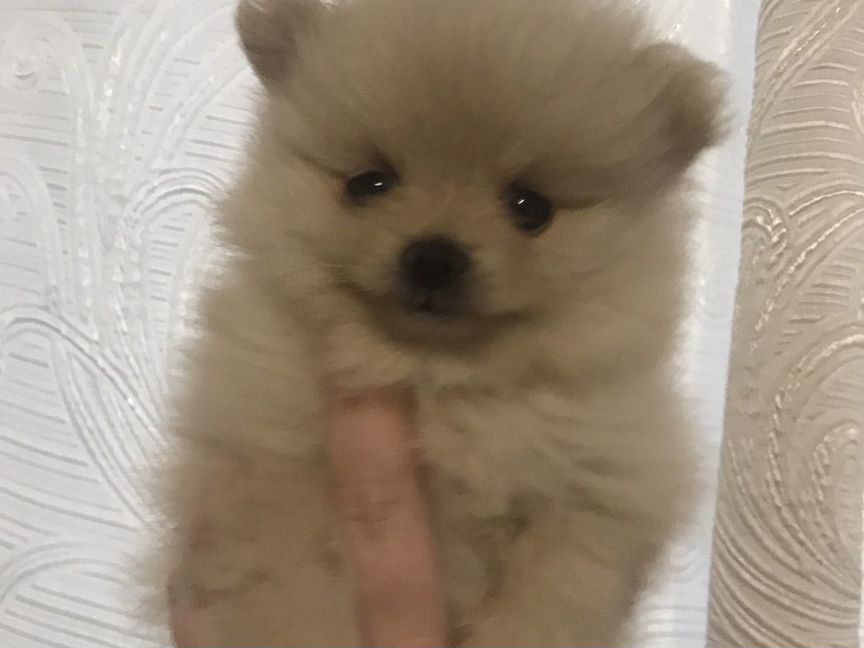 Померанский шпиц