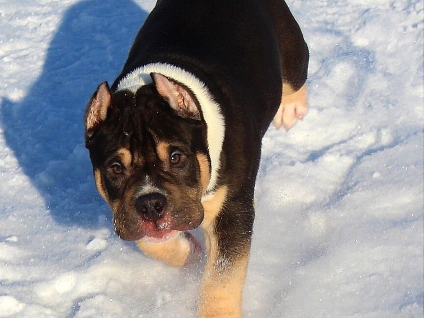 Мальчик черный трик. Американский булли