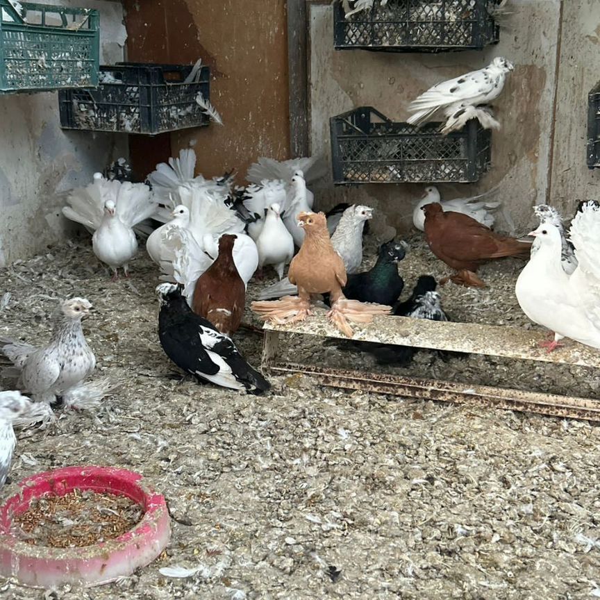 Голуби узбекские