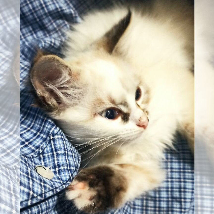 Кошкечка