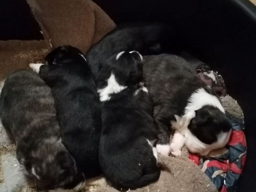 Щенята в добрые руки