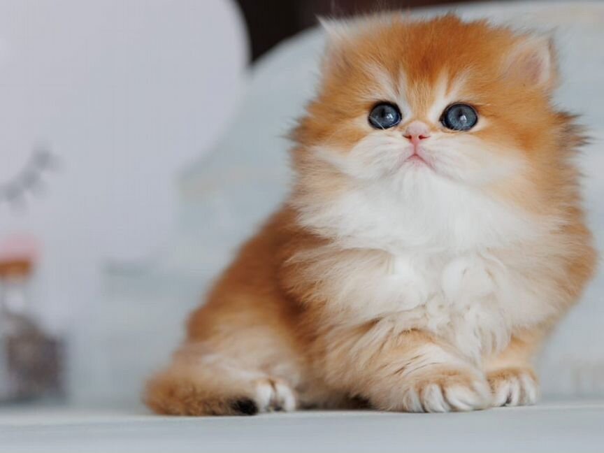 Британские котята золотая шиншилла