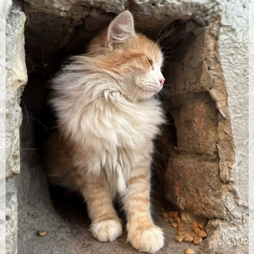 Взрослая, кошка в добрые руки