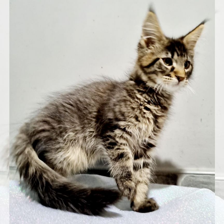 Мейн-кун котёнок