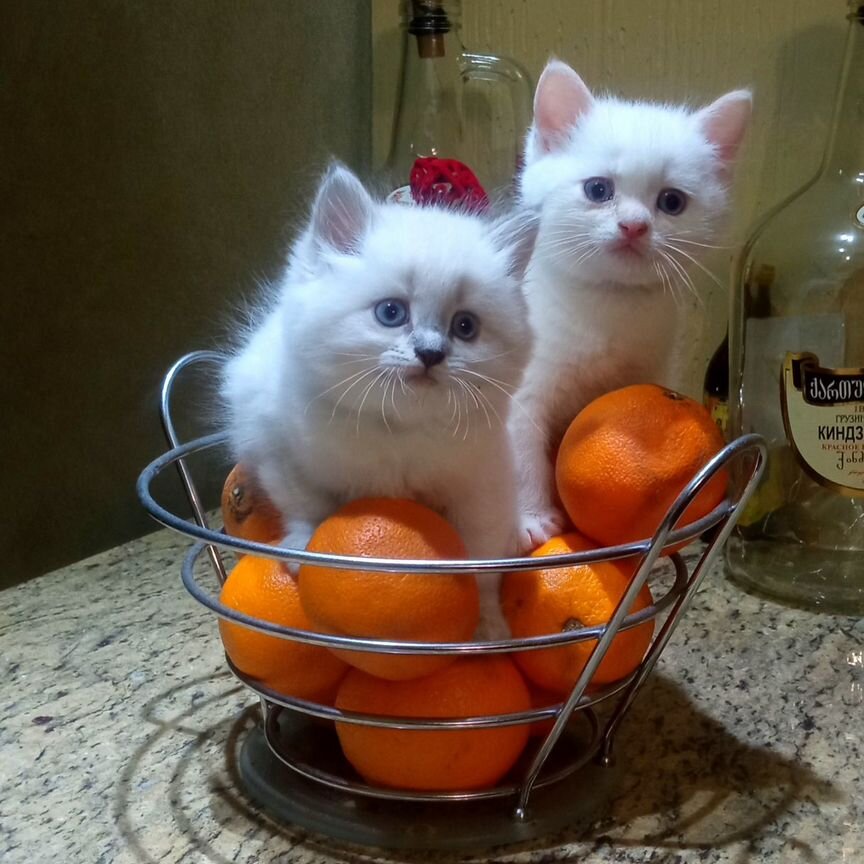Шотландские котята
