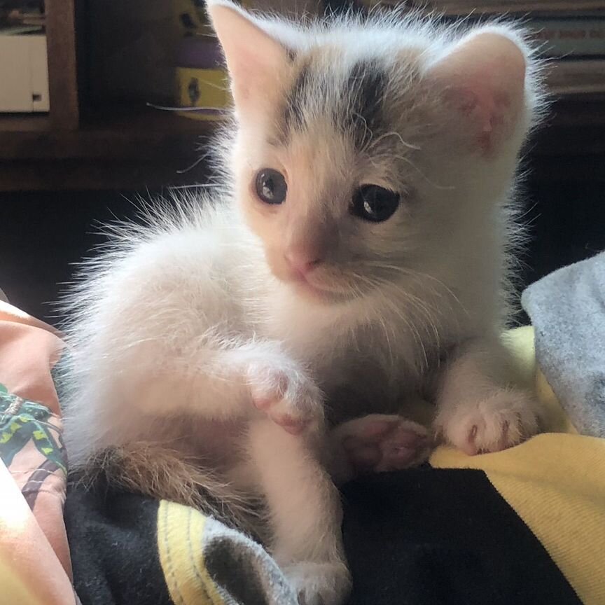 Котёнок трёхцветный