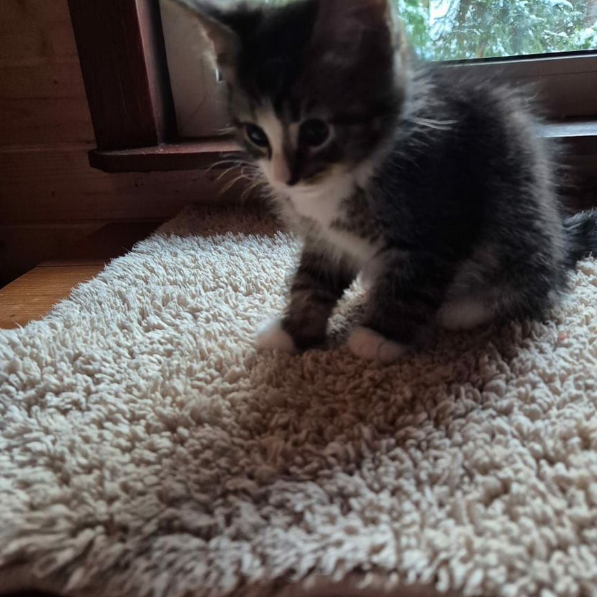 Котик 2 месяца