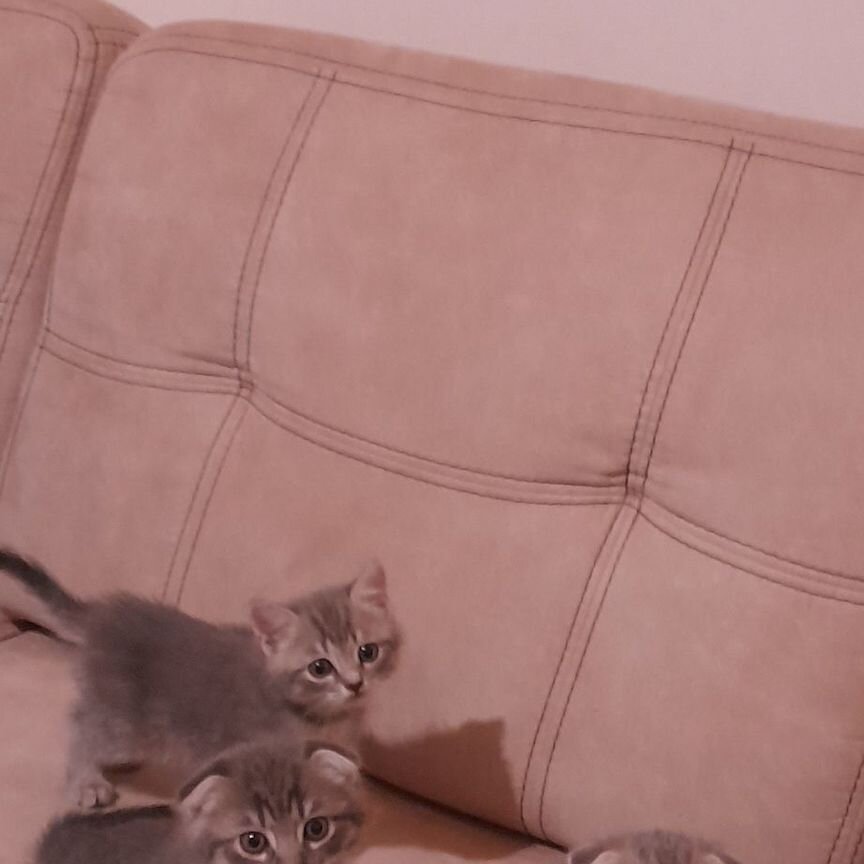 Котята