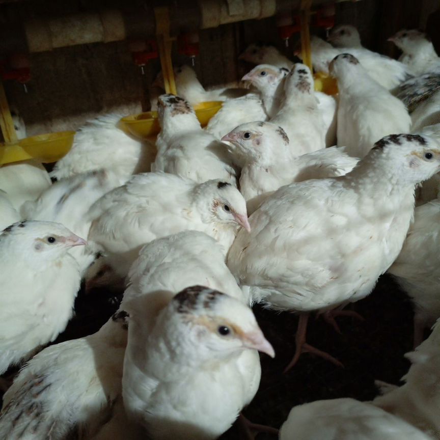 Перепела продажа