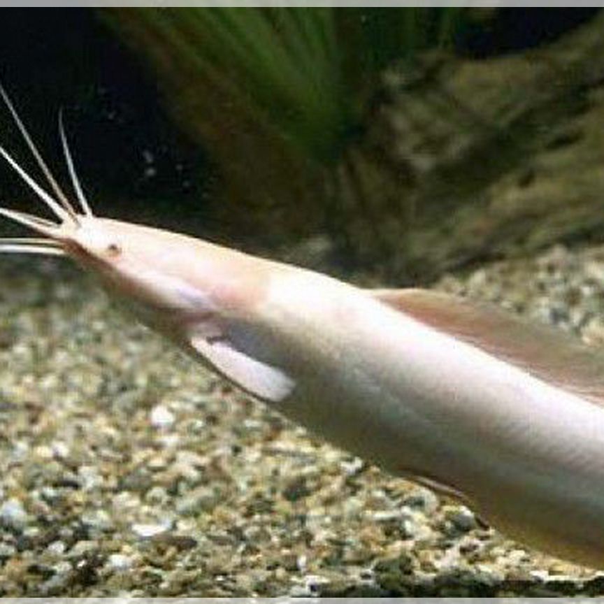 Сомик ангольский клариус albino малыши