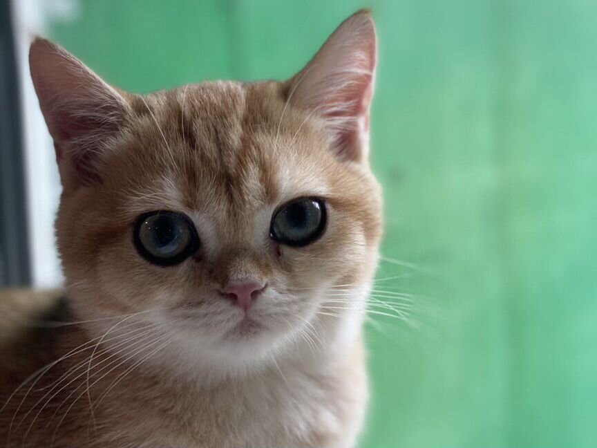Британский котенок