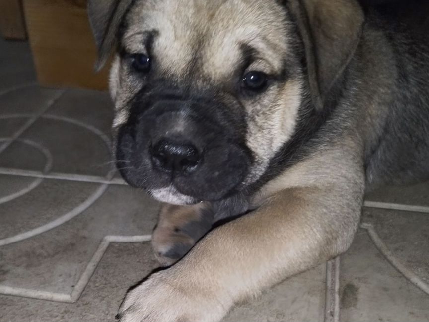 Майорский мастиф мальчик