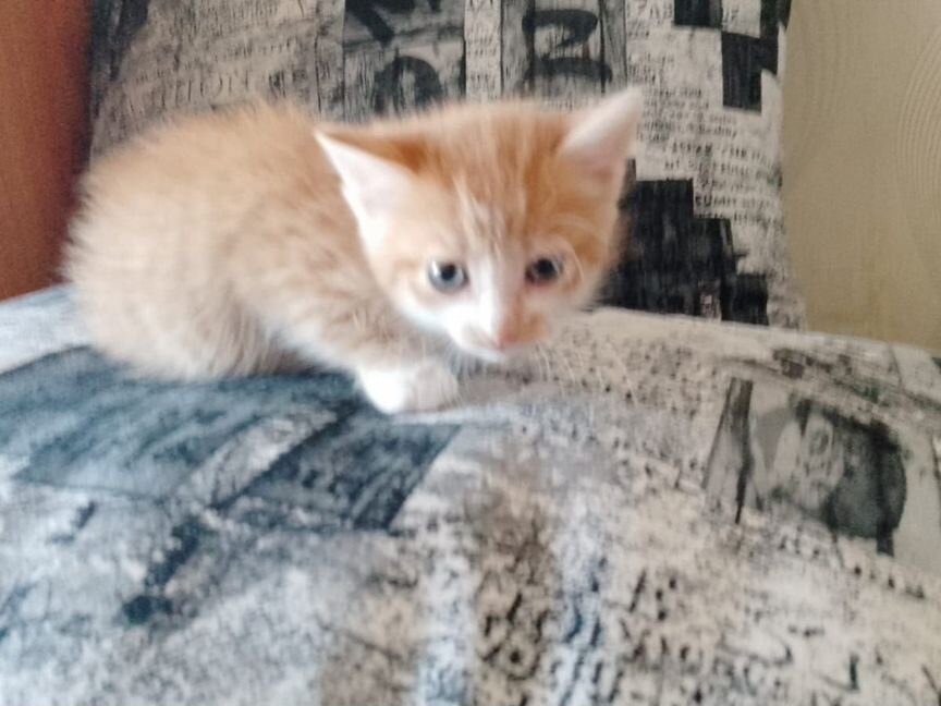 Котонок