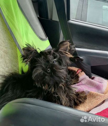 Мини. Йорк девочка