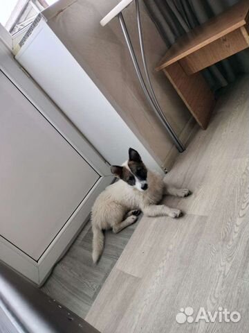 Маленькая собака в добрые руки