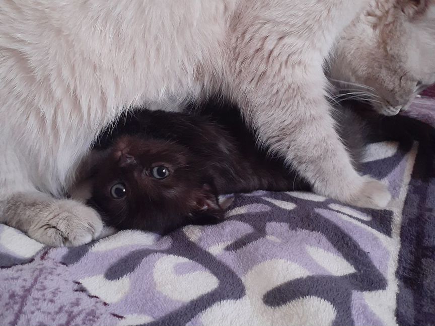 Продам котят шотландской вислоухой