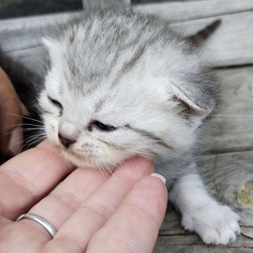 Шотландские прямоухие котята