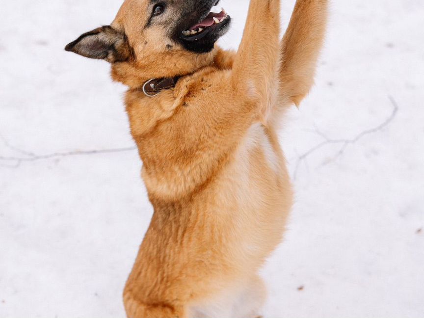 Собака в добрые руки
