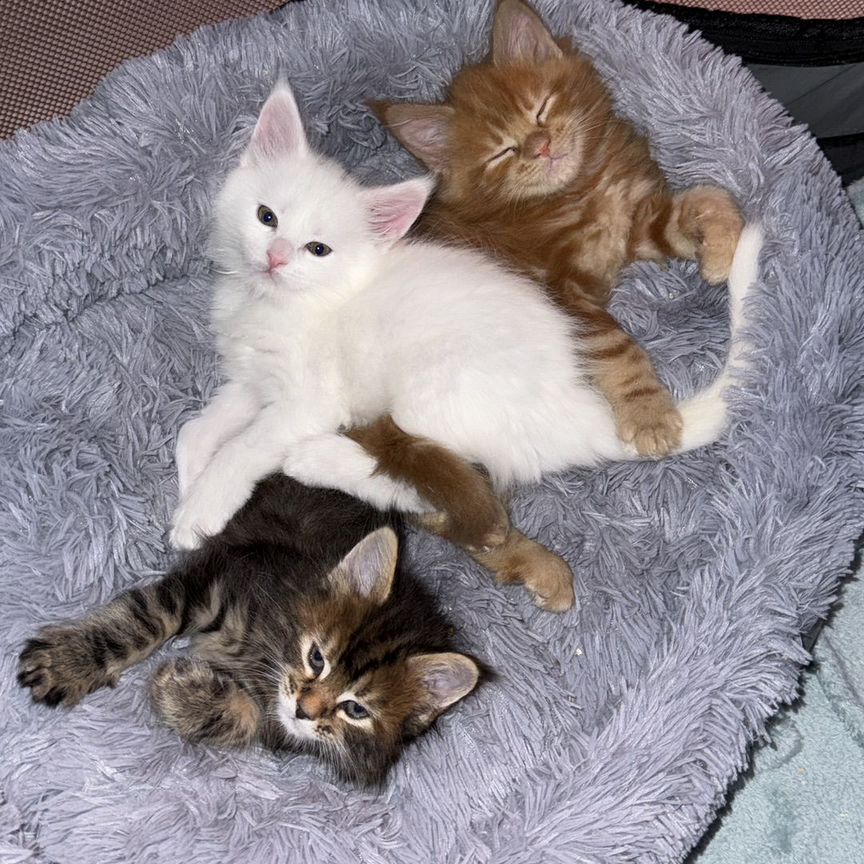 Котята мейнкун