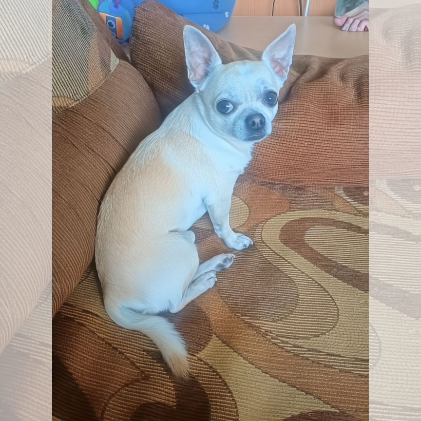 Чихуахуа, вязка