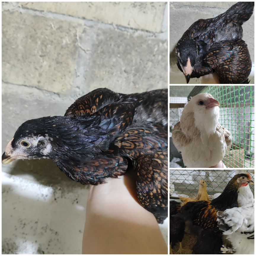 Молодые курочки и петушки