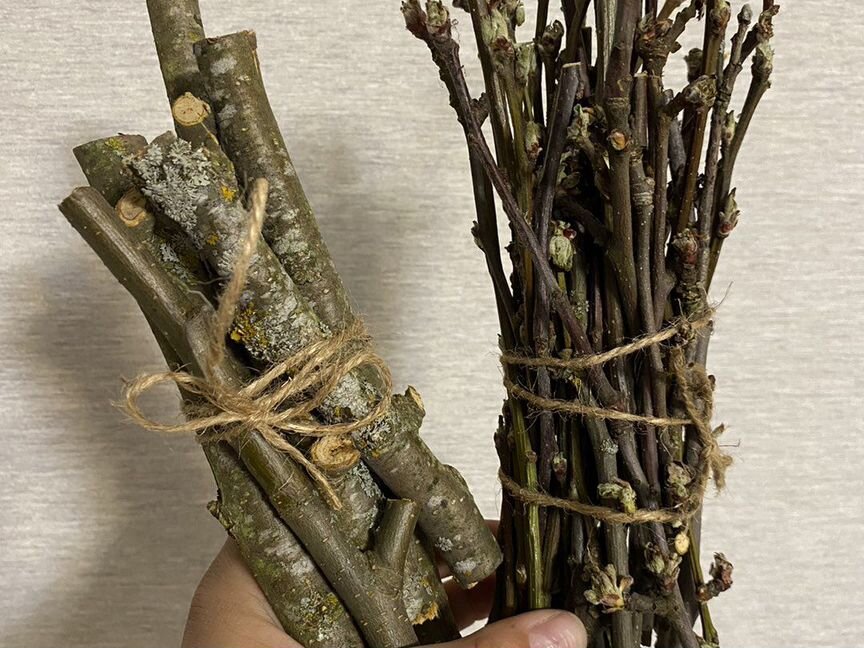 Ветки яблони для животных