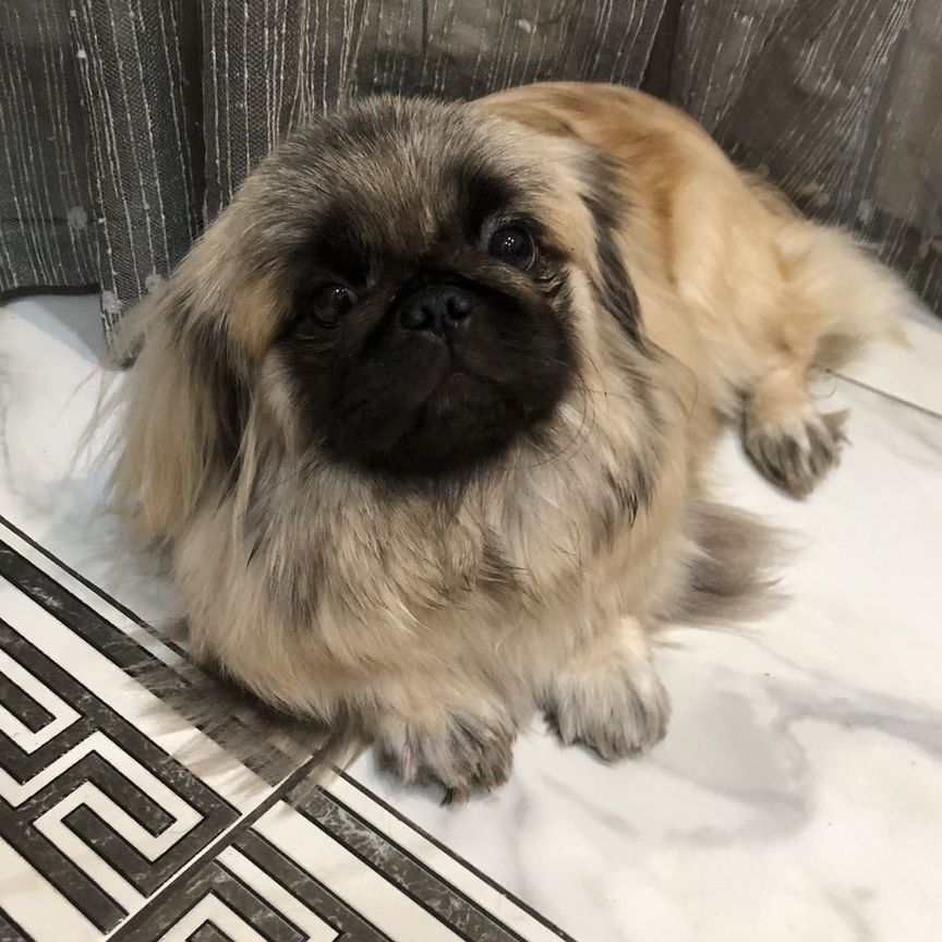 Пекинес, щенок