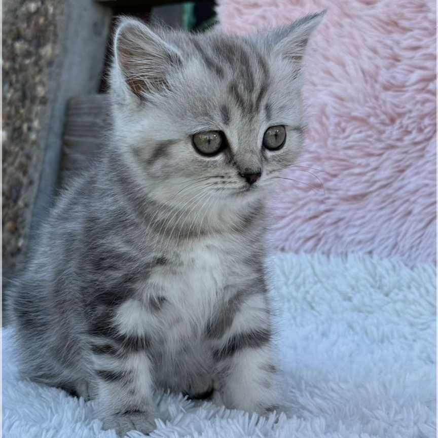 Британский котик