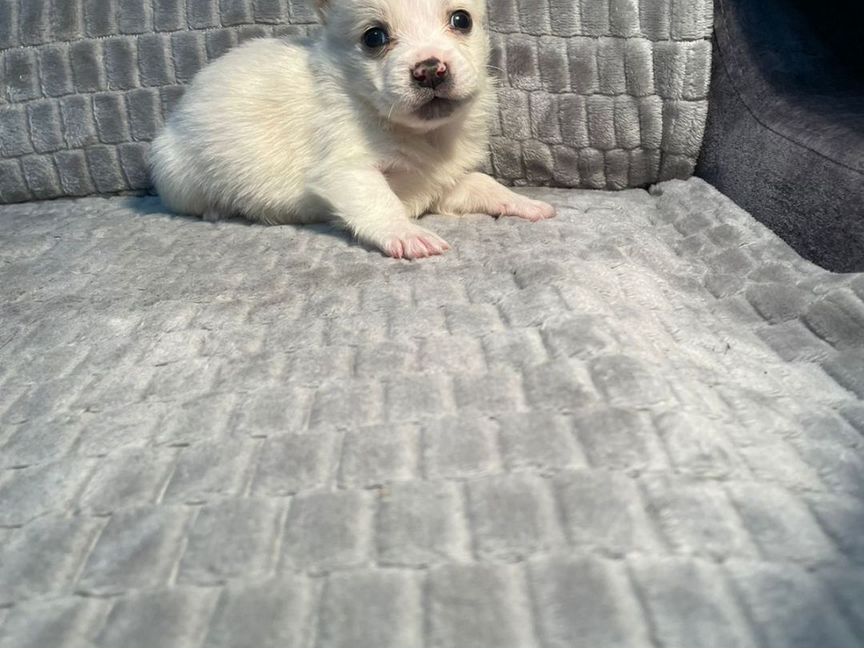 Щенки чихуахуа