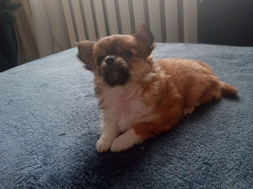 Чихуахуа девочка