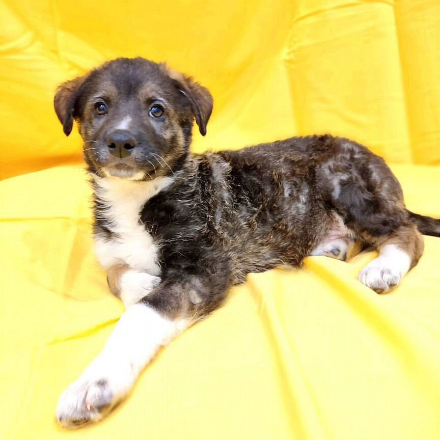 Домашний щенок, в добрые руки