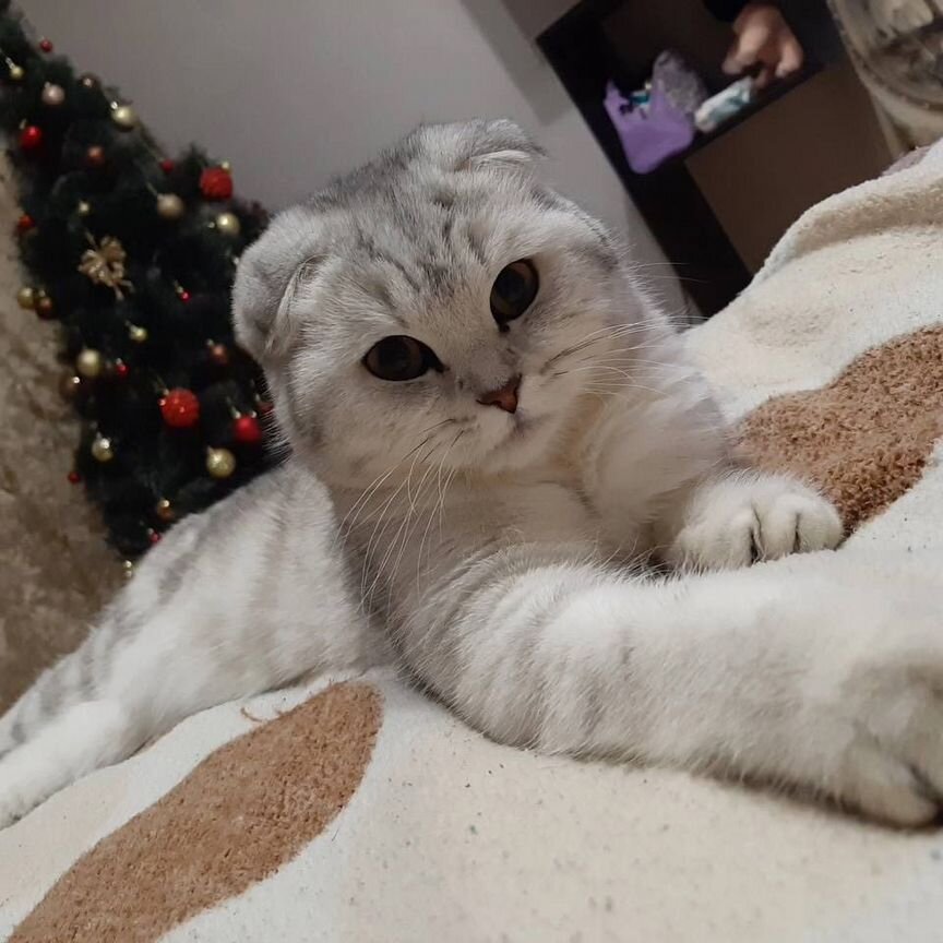 Шотландская вислоухая кошка