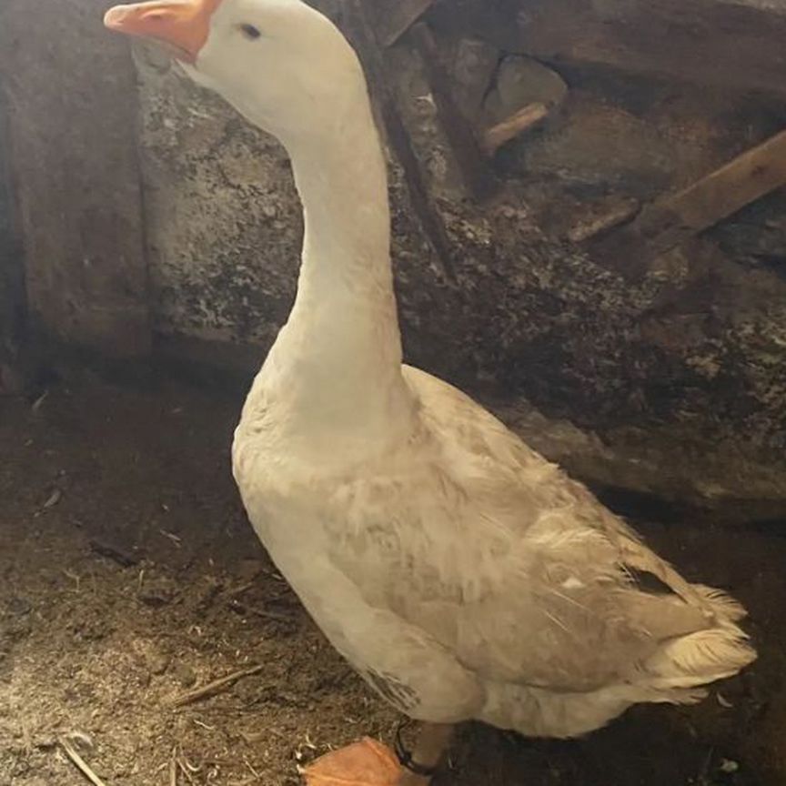 Гусак на племя породы Линда