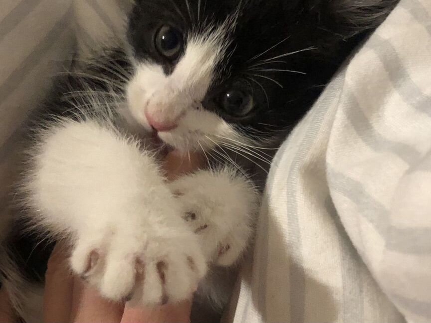 Кошечка Милка в добрые руки