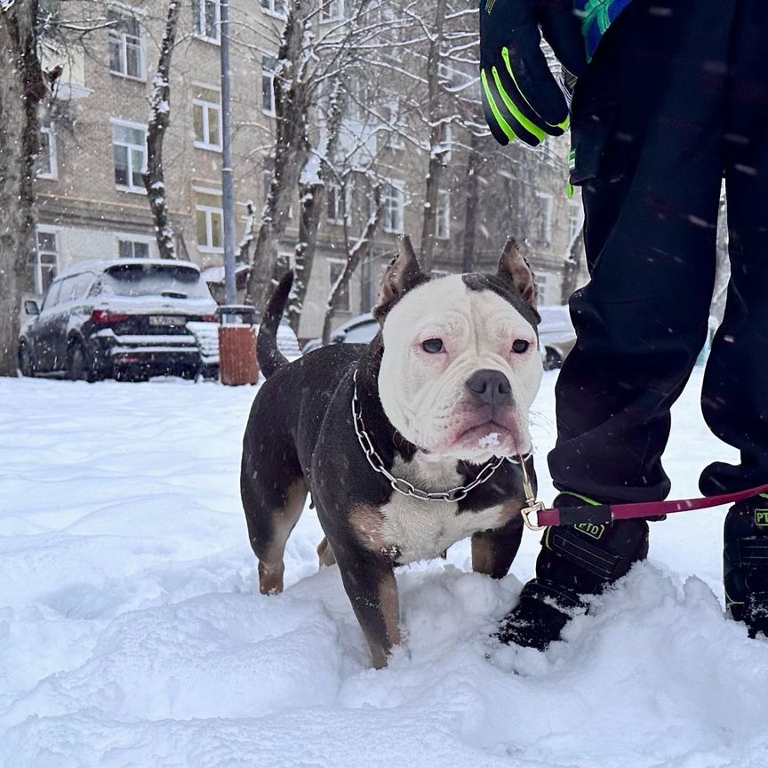 Американский булли